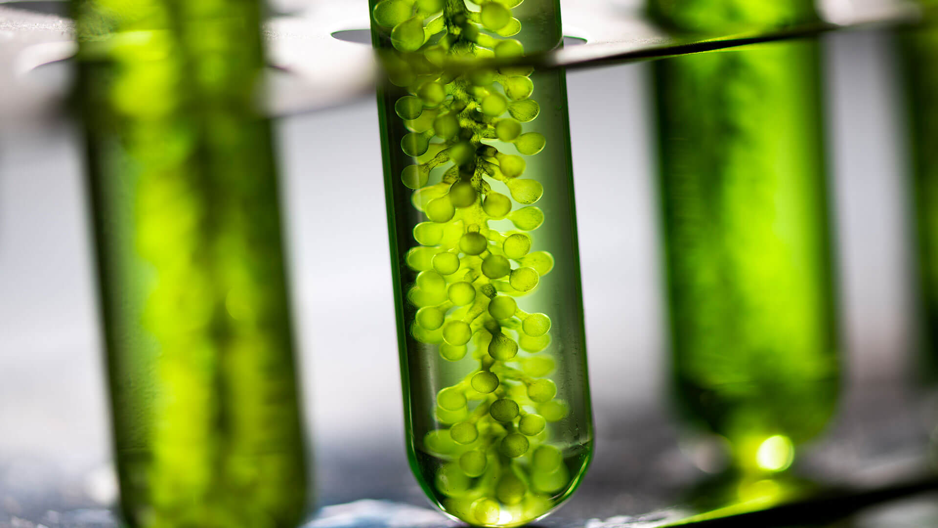 They're talking about us: Atlanpole - Ze-ni